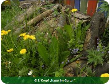 Lernen im Garten: WILDES ECK – „MINI-NATIONALPARK“ IM SCHULGARTEN ...